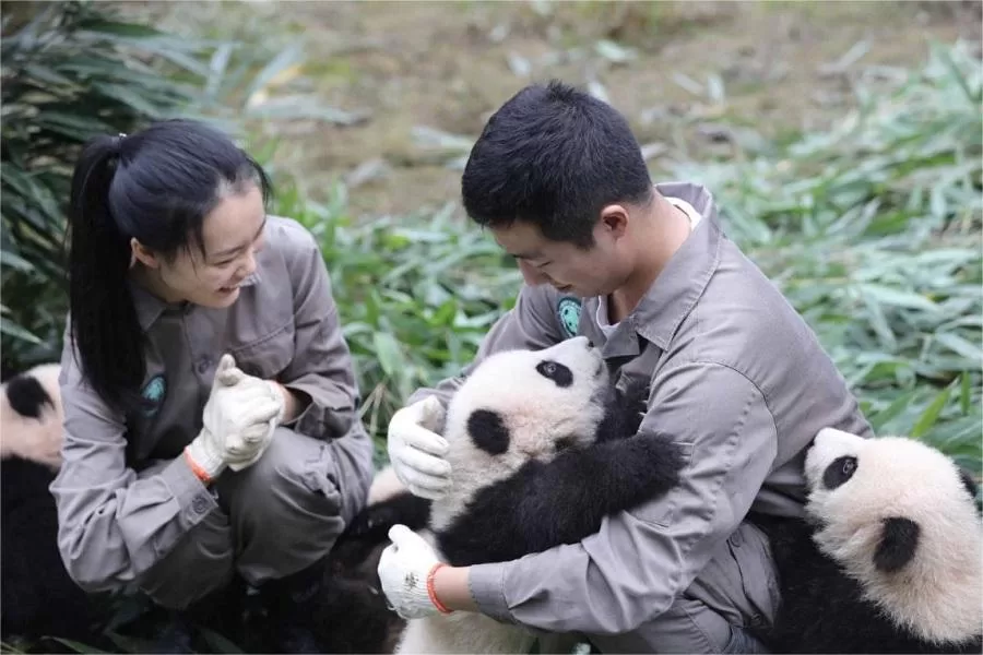 Dujiangyan Panda Base – Ticket, Opening Hours, Highlights, and Tips ...