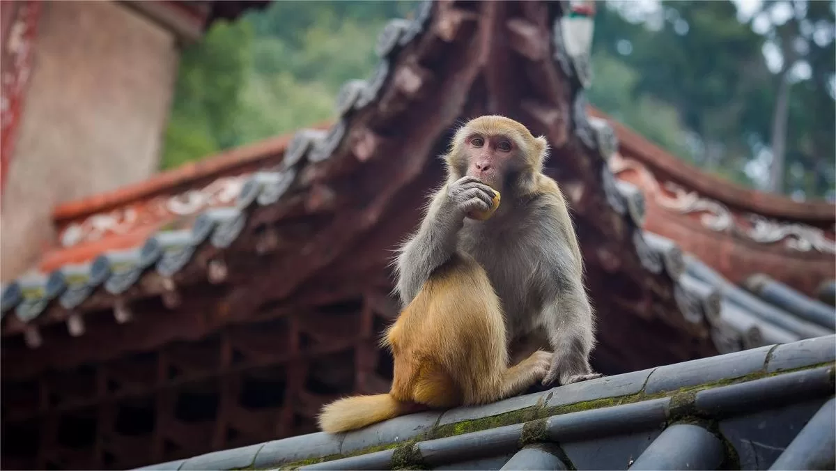 Monkeys in Mount Emei - one of the highlights of the mountain ...