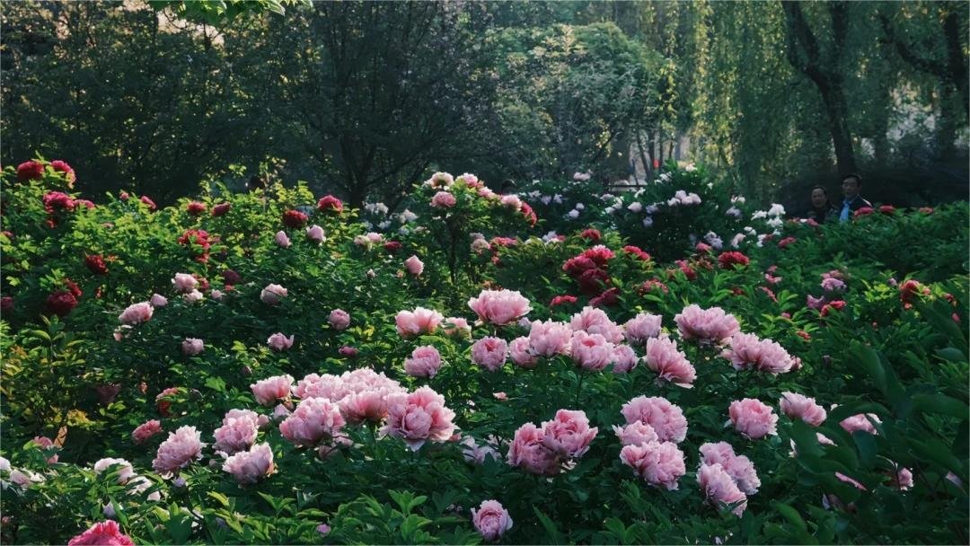 Wangcheng Park, Luoyang - Ticekt, Opening Hours, Location, and ...